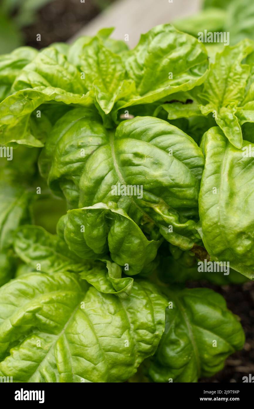 Ocimum basilicum mammoth basil hi-res stock photography and images - Alamy