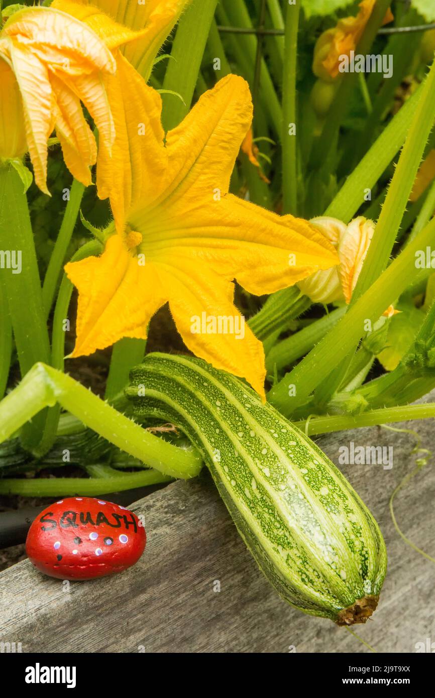 Issaquah, Washington State, USA. Romanesco Zucchini plant Stock Photo ...