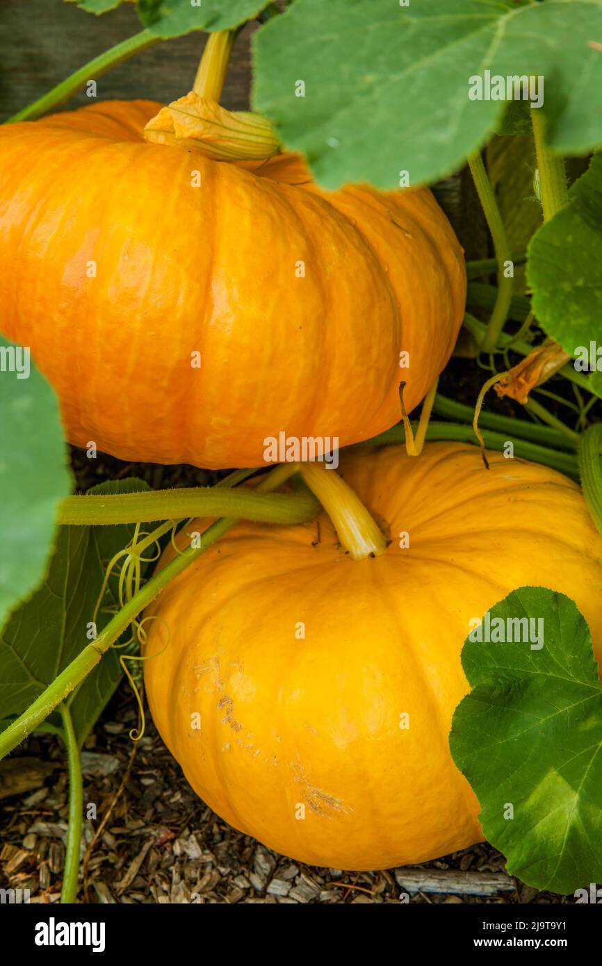 Usa pumpkins hi-res stock photography and images - Alamy