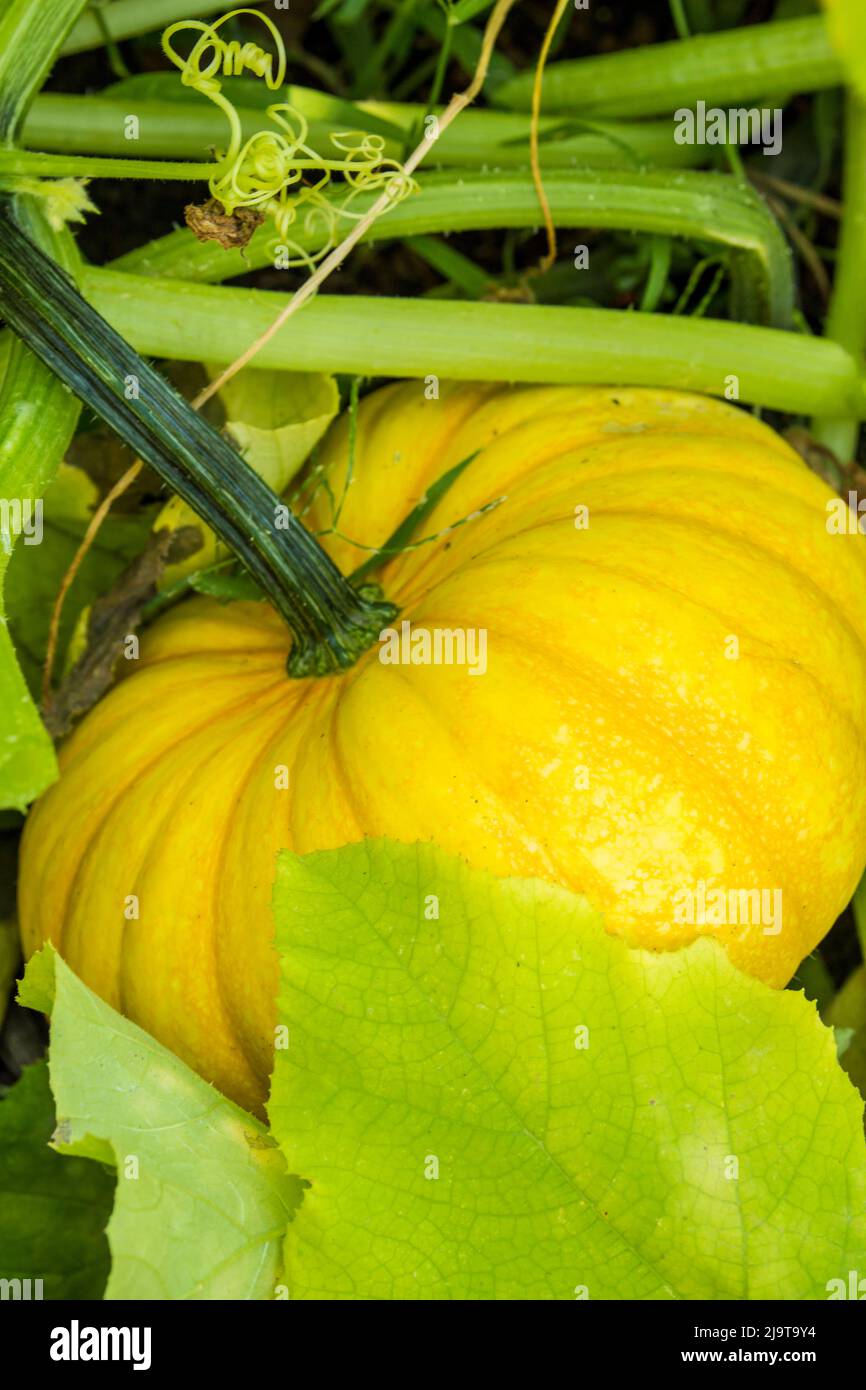 Leavenworth, Washington State, USA. Yellow Pumpkin growing Stock Photo ...