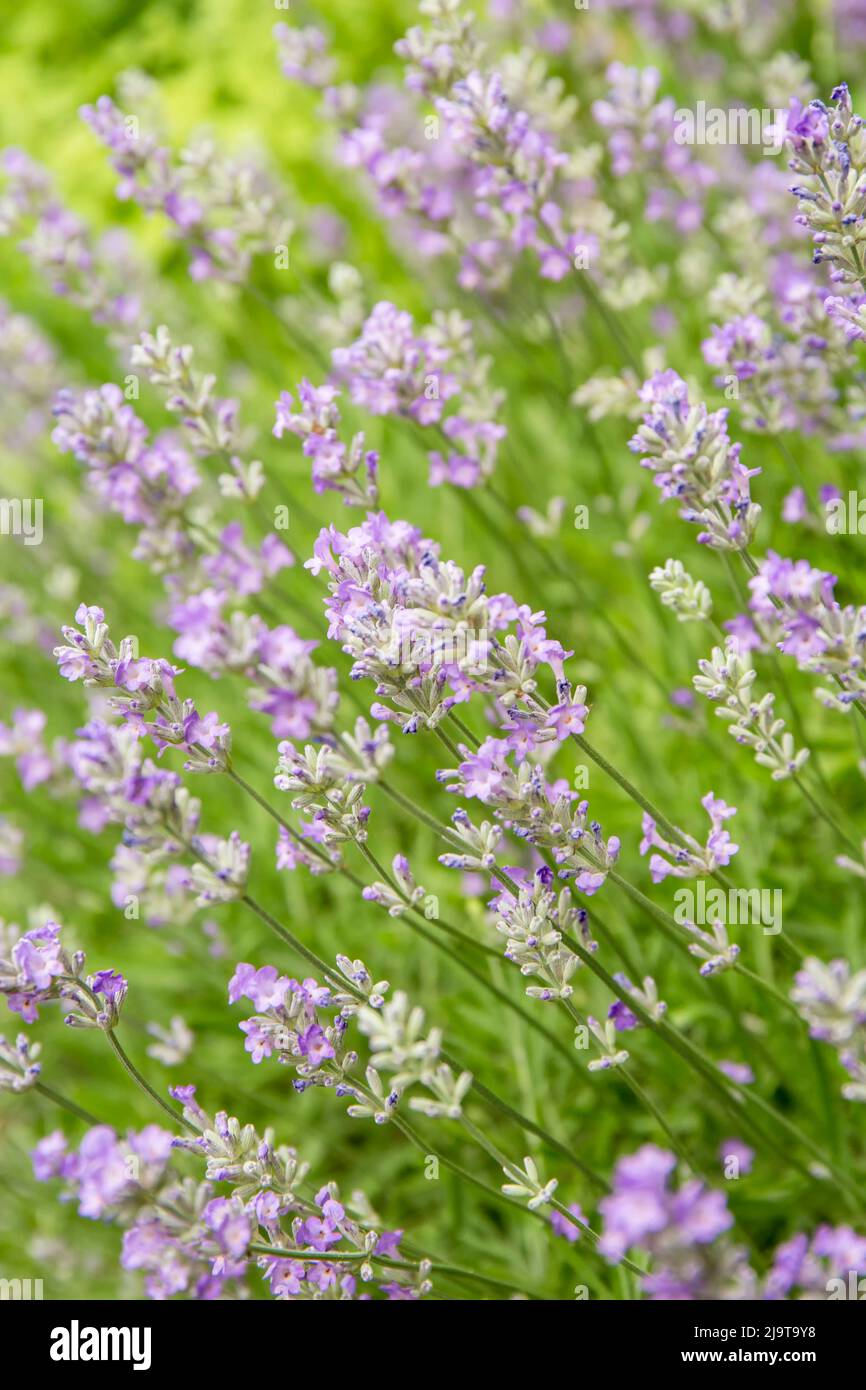 Native plants of washington state hi-res stock photography and images ...