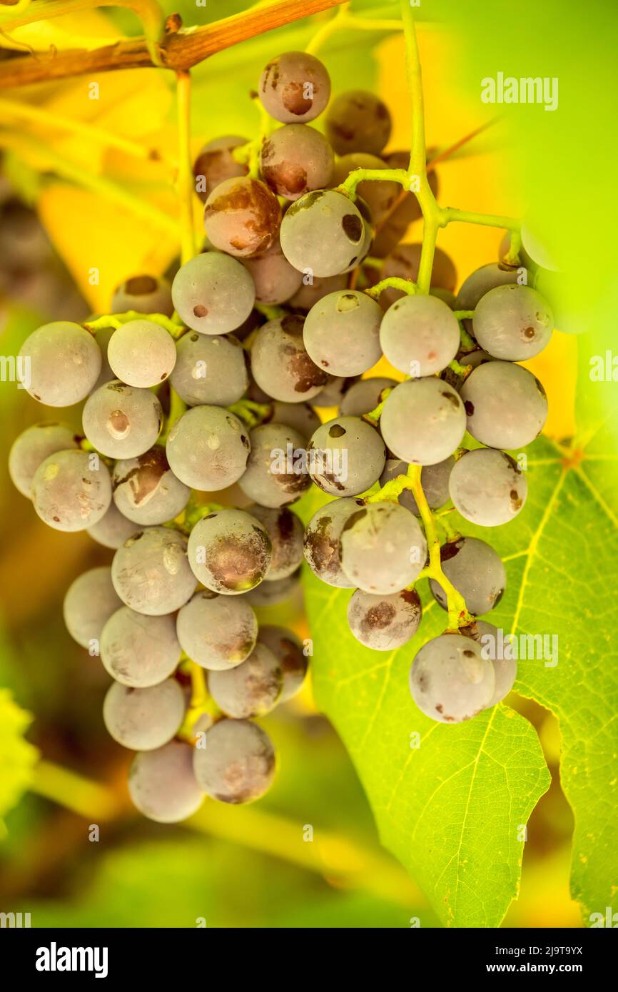 Leavenworth, Washington State, USA. Ripe grapes growing Stock Photo - Alamy