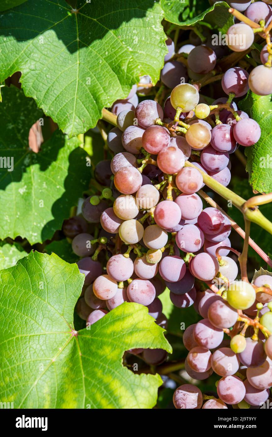 Leavenworth, Washington State, USA. Ripe grapes growing Stock Photo - Alamy