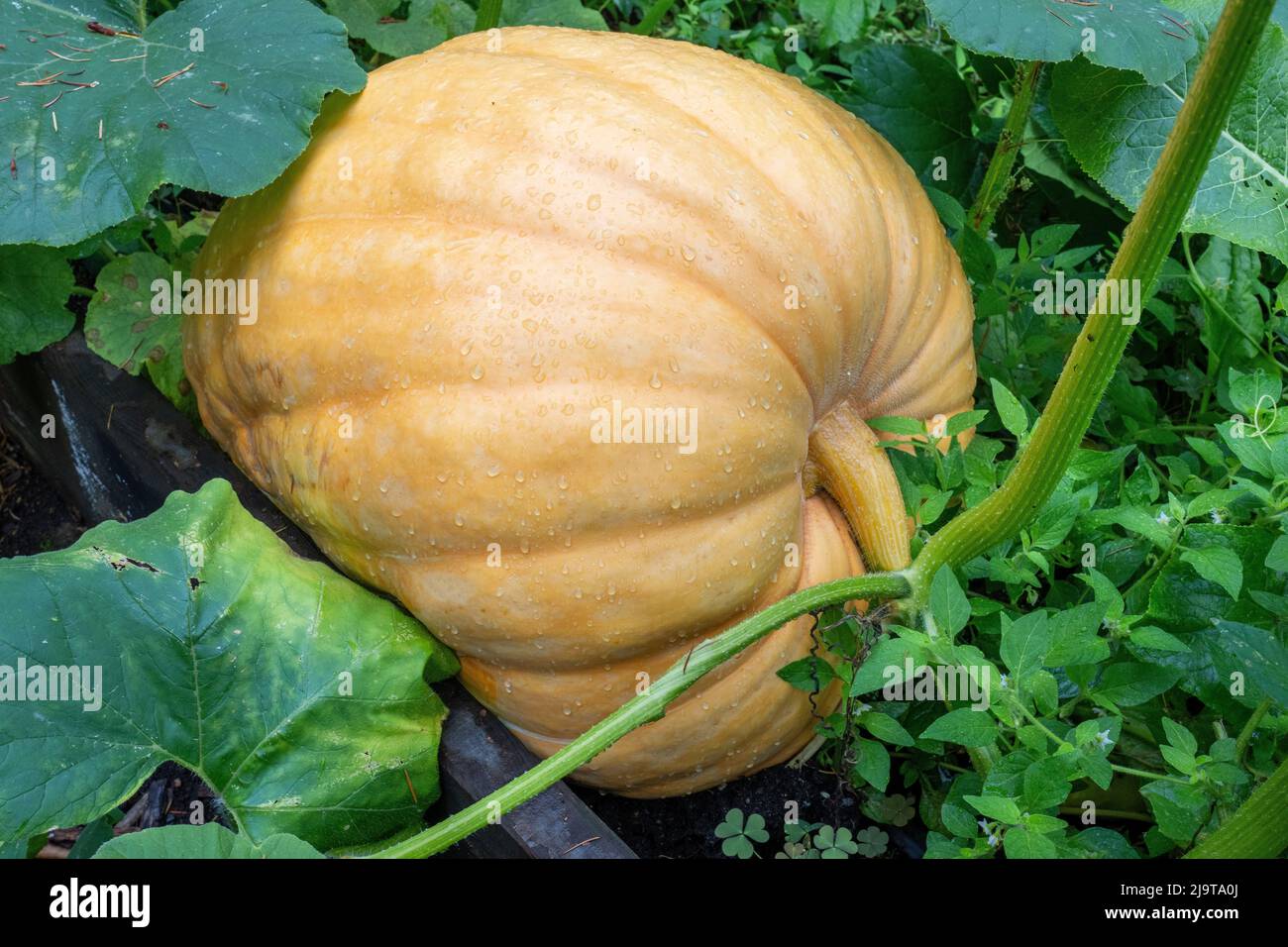 Issaquah, Washington State, USA. Pumpkin on the vine Stock Photo - Alamy