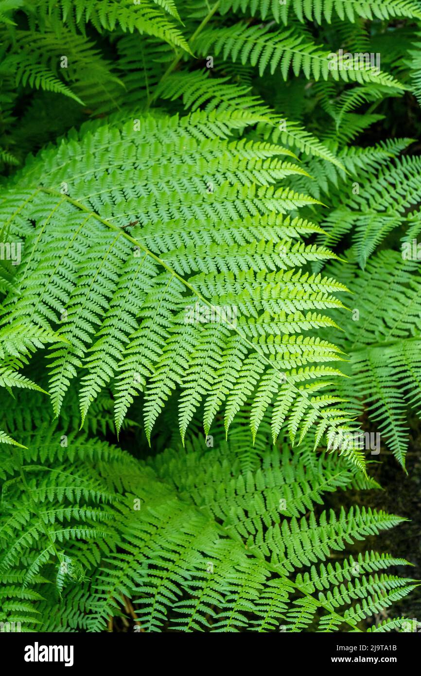 Issaquah, Washington State, USA. Lady Fern frond Stock Photo - Alamy