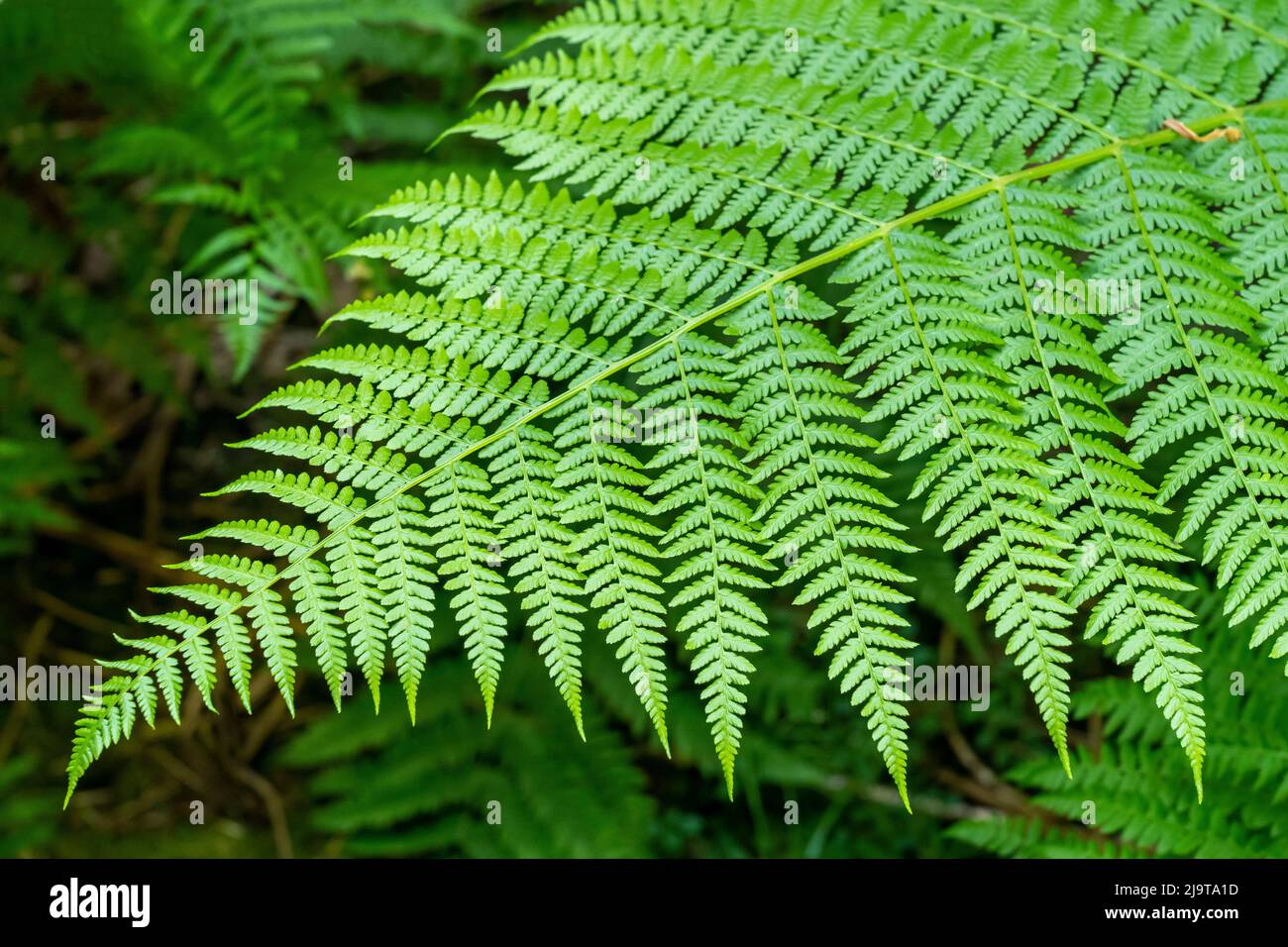 Issaquah, Washington State, USA. Lady Fern frond Stock Photo - Alamy