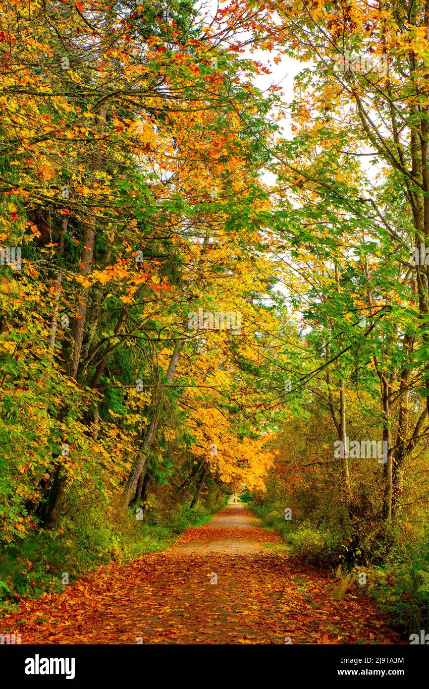 Bainbridge Island, Washington State, USA. Fall autumn leaves and path ...