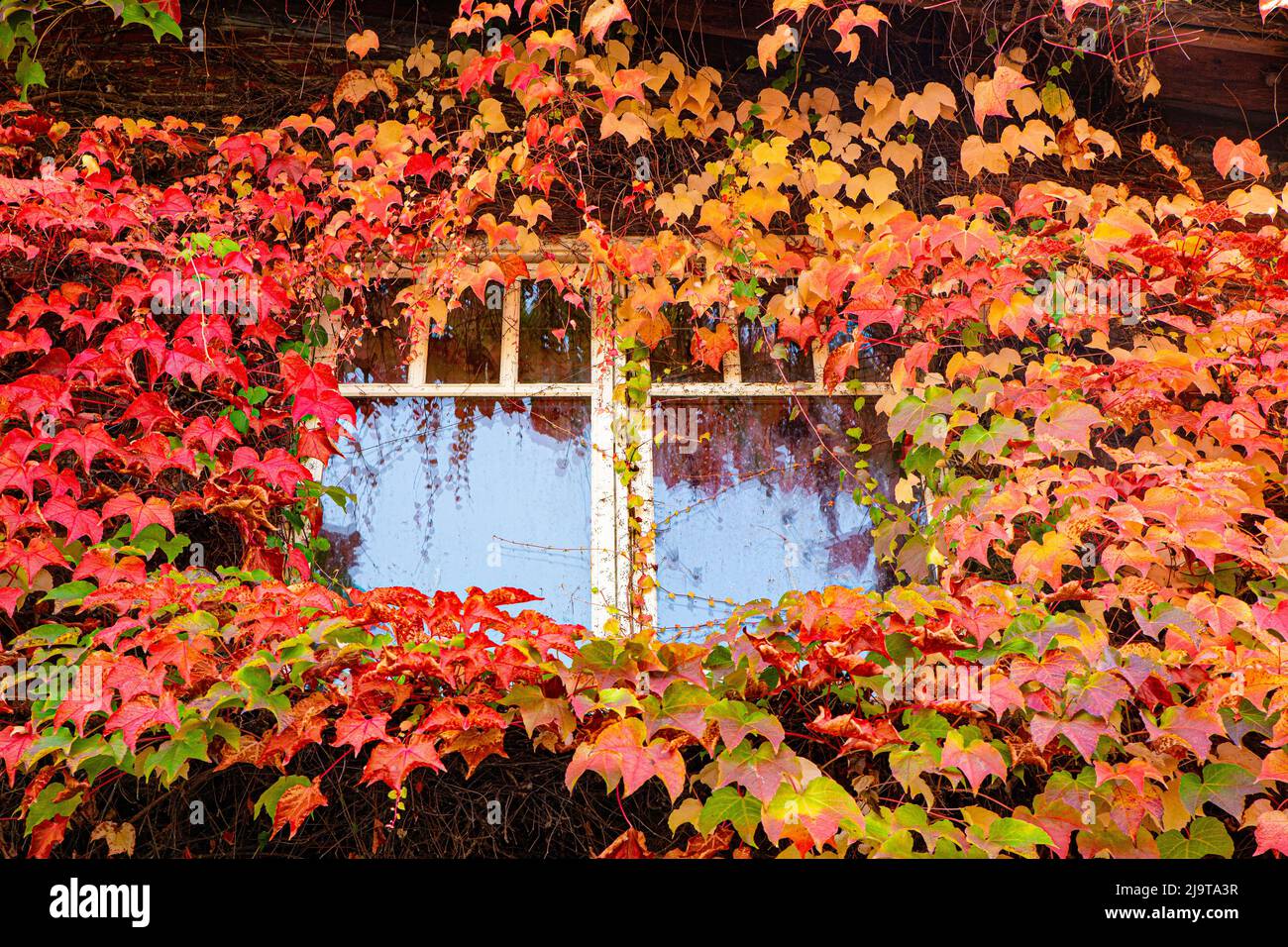 Bainbridge Island, Washington State, USA. Fall autumn leaves around a ...