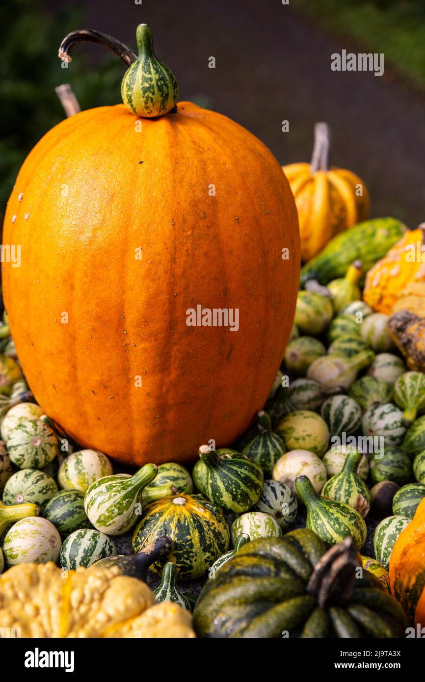 Bainbridge Island, Washington State, USA. Pumpkins Stock Photo - Alamy