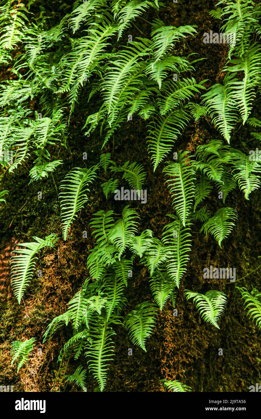 Hoh Rainforest, Olympic Peninsula, Washington State, USA. Rainforest ...