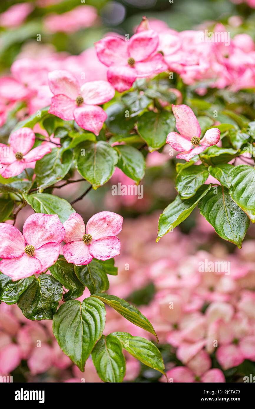 Silverdale, Washington State, USA. Flowering pink dogwood tree Stock ...