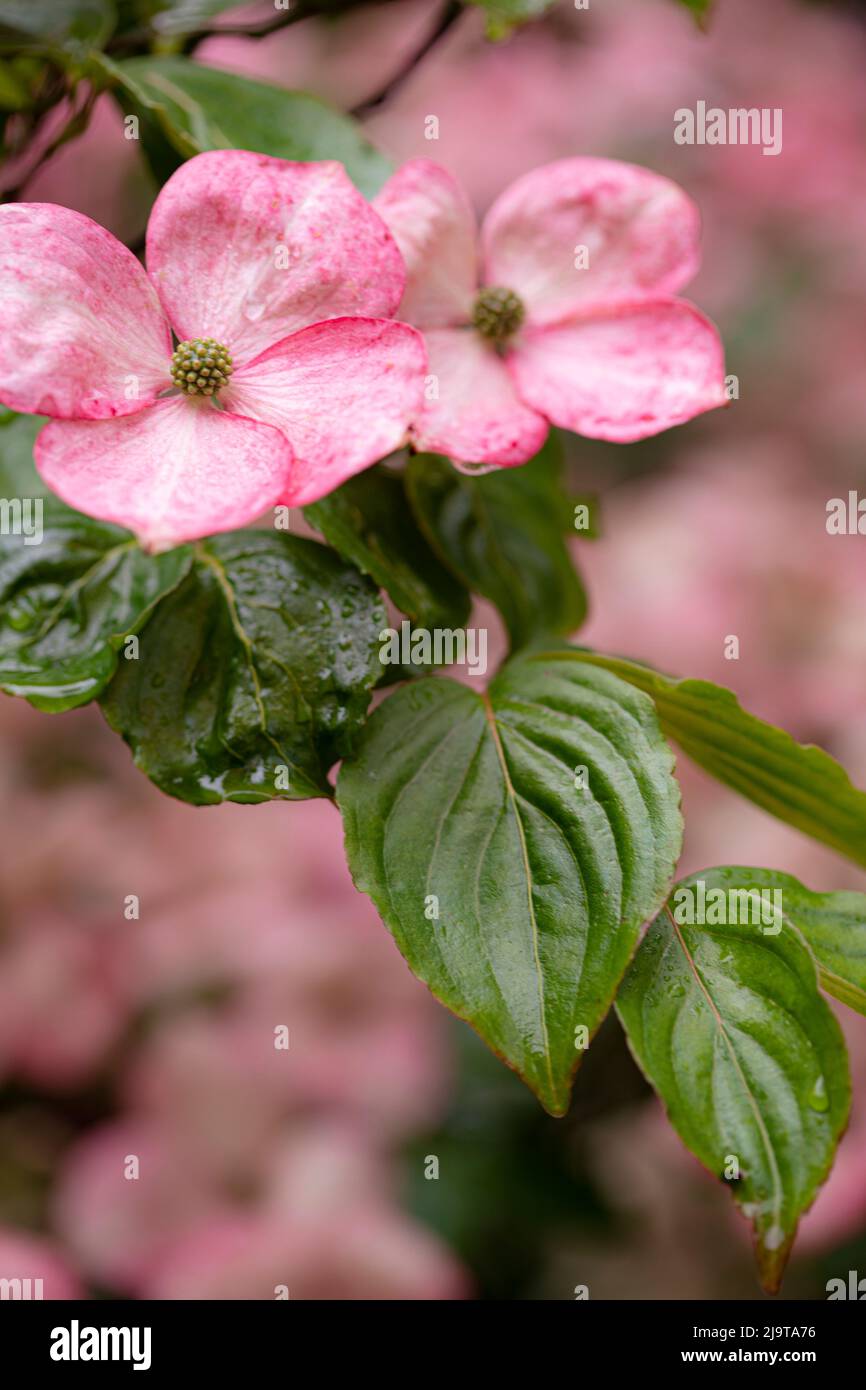 Silverdale, Washington State, USA. Flowering pink dogwood tree Stock ...