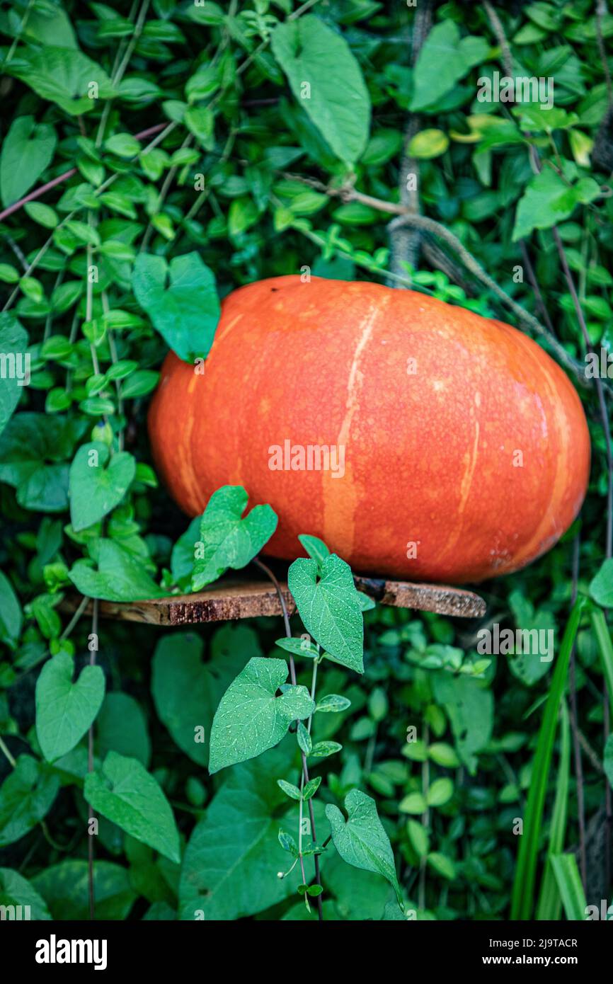 Jolly pumpkins hi-res stock photography and images - Alamy
