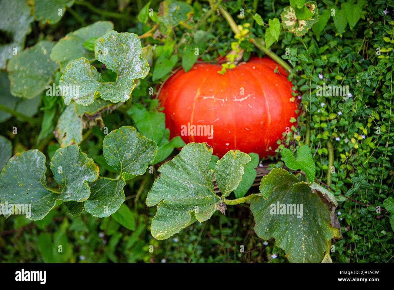 Usa pumpkins hi-res stock photography and images - Alamy