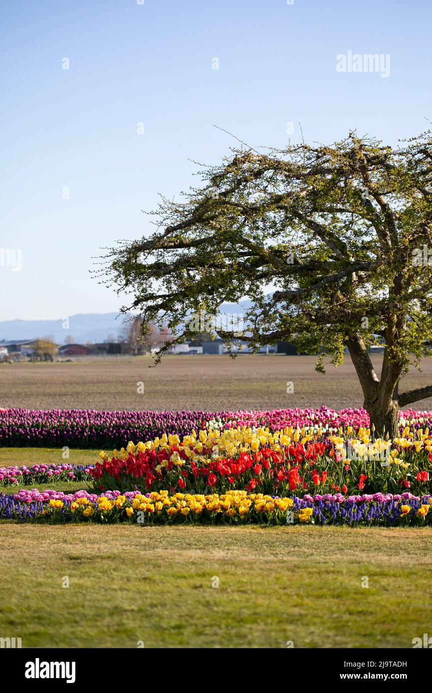 Mount Vernon, Washington State, USA. Mount Vernon Tulip Festival Stock ...