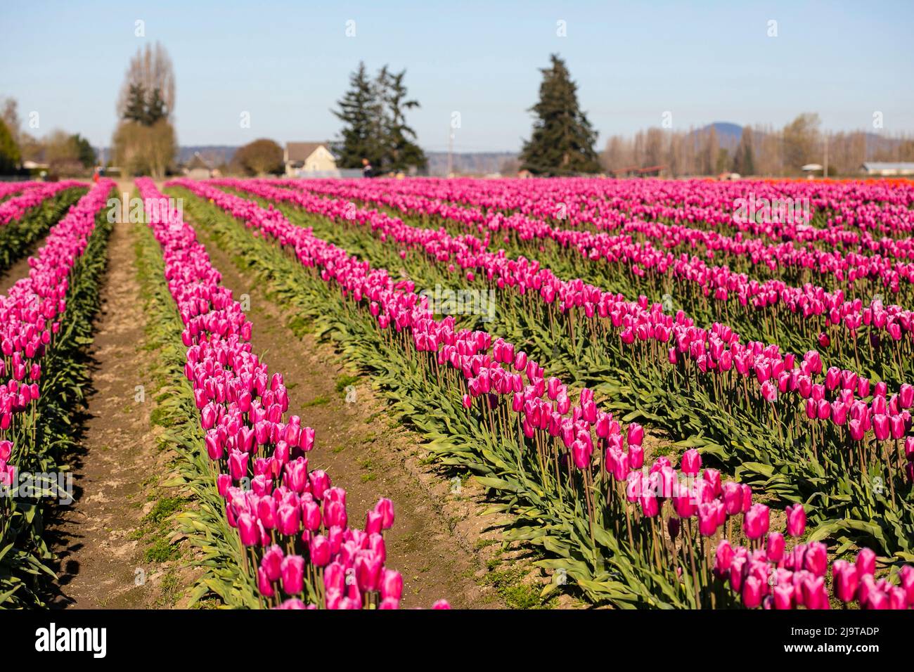 Mount Vernon, Washington State, USA. Multi-colored tulip fields Stock ...