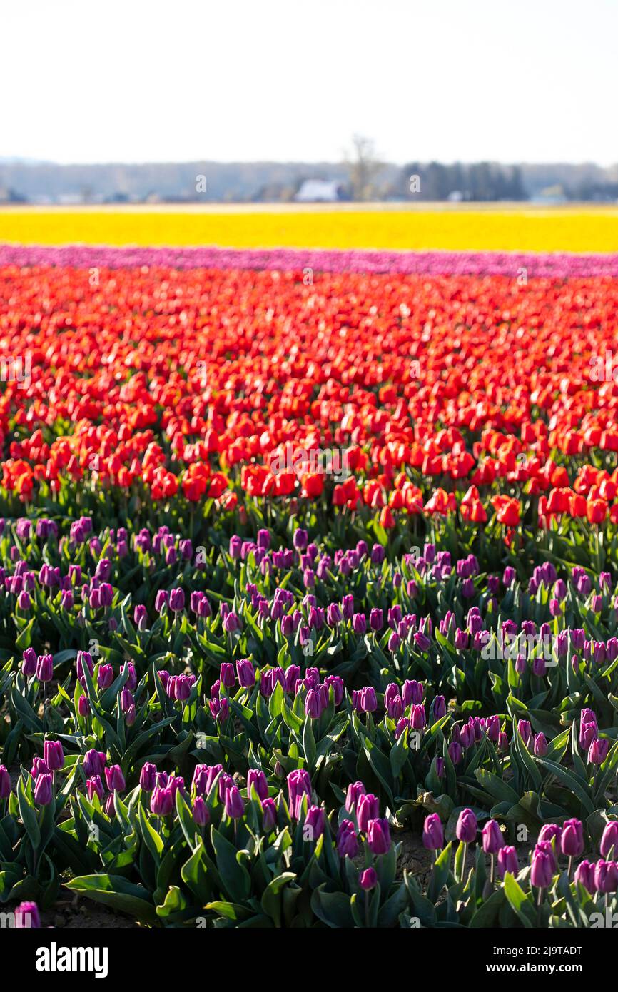 Mount Vernon, Washington State, USA. Multi-colored tulip fields Stock ...