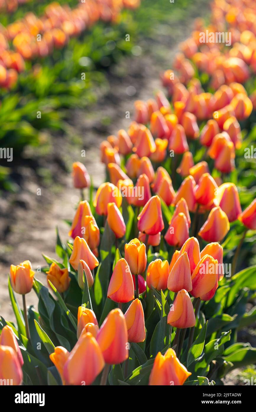 Mount Vernon, Washington State, USA. Multi-colored tulip fields Stock ...