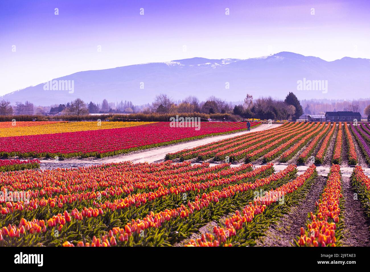 Mount Vernon, Washington State, USA. Multi-colored tulip fields Stock ...