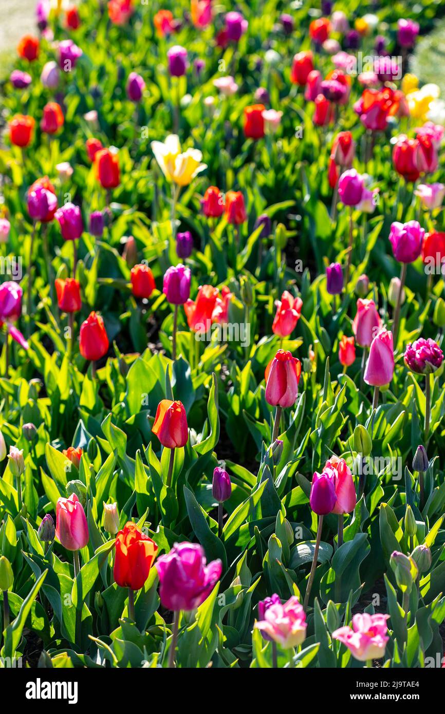 Mount Vernon, Washington State, USA. Multi-colored tulip fields Stock ...