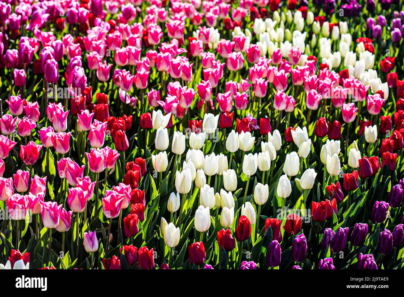 Mount Vernon, Washington State, USA. Multi-colored tulip fields Stock ...