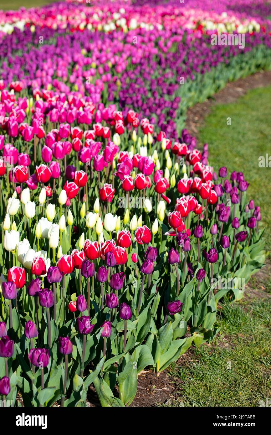 Mount Vernon, Washington State, USA. Multi-colored tulip fields Stock ...
