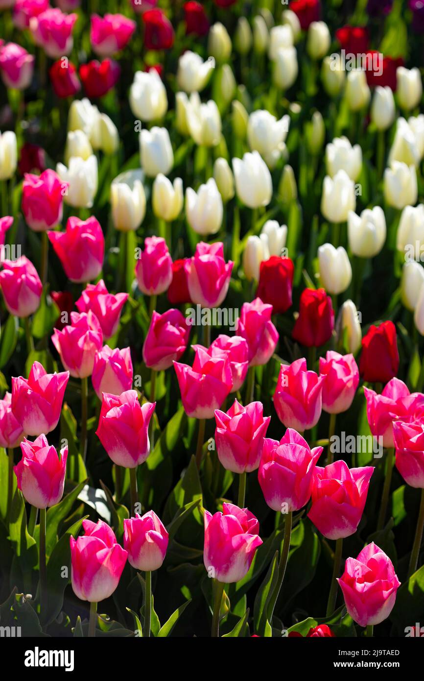 Mount Vernon, Washington State, USA. Mount Vernon Tulip Festival Stock ...