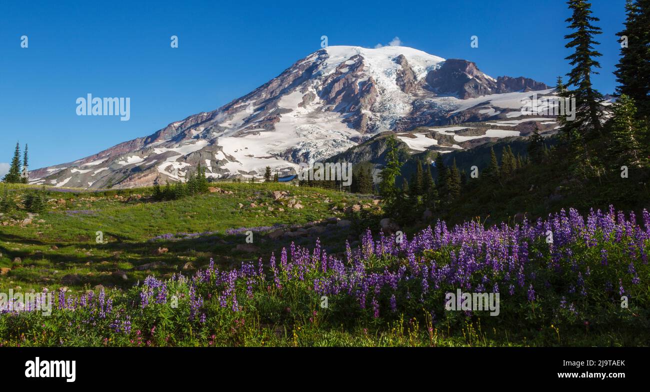 Mount Rainier, alpine wildflowers Stock Photo - Alamy