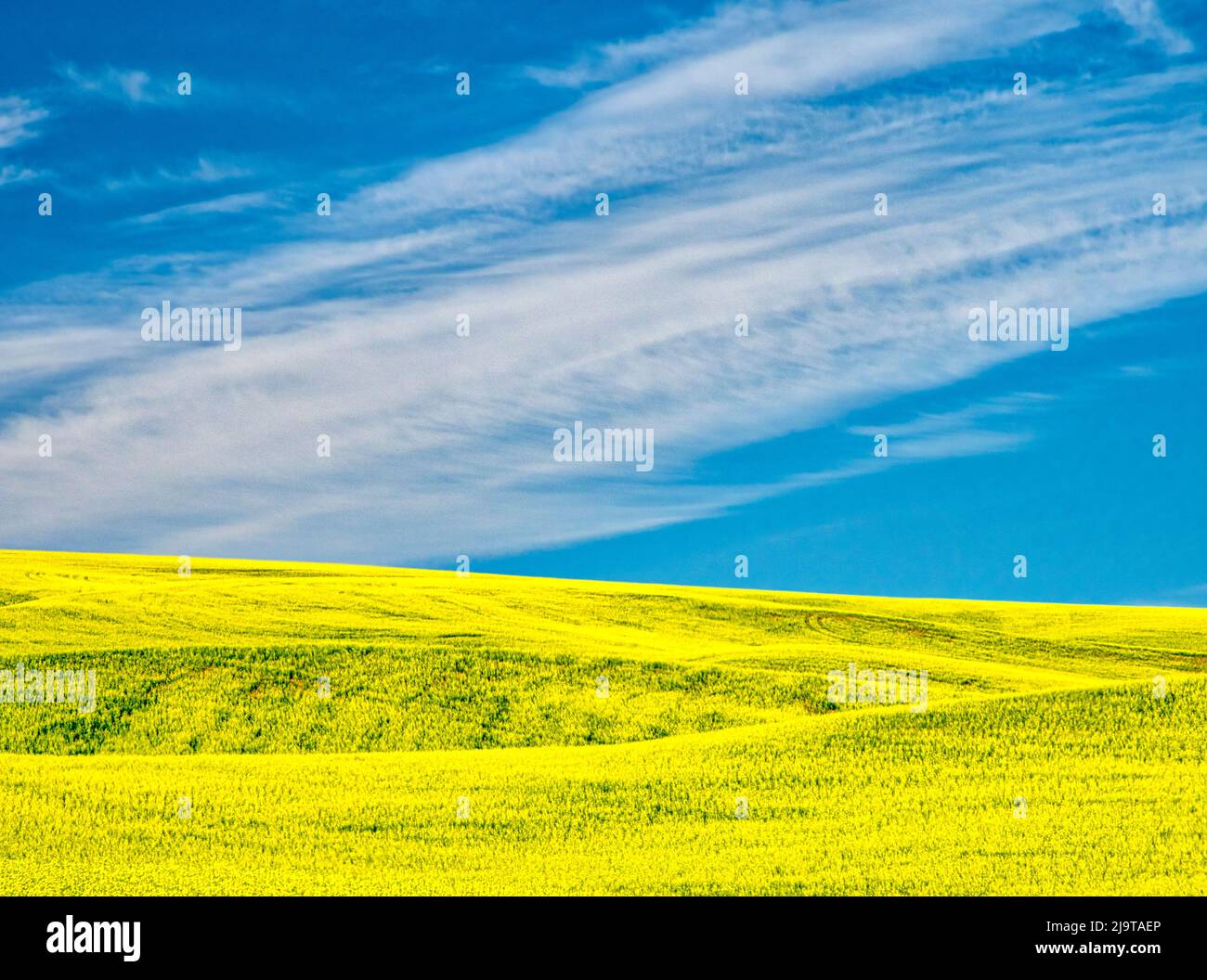 USA, Washington State, Palouse. Field of canola in full bloom Stock ...