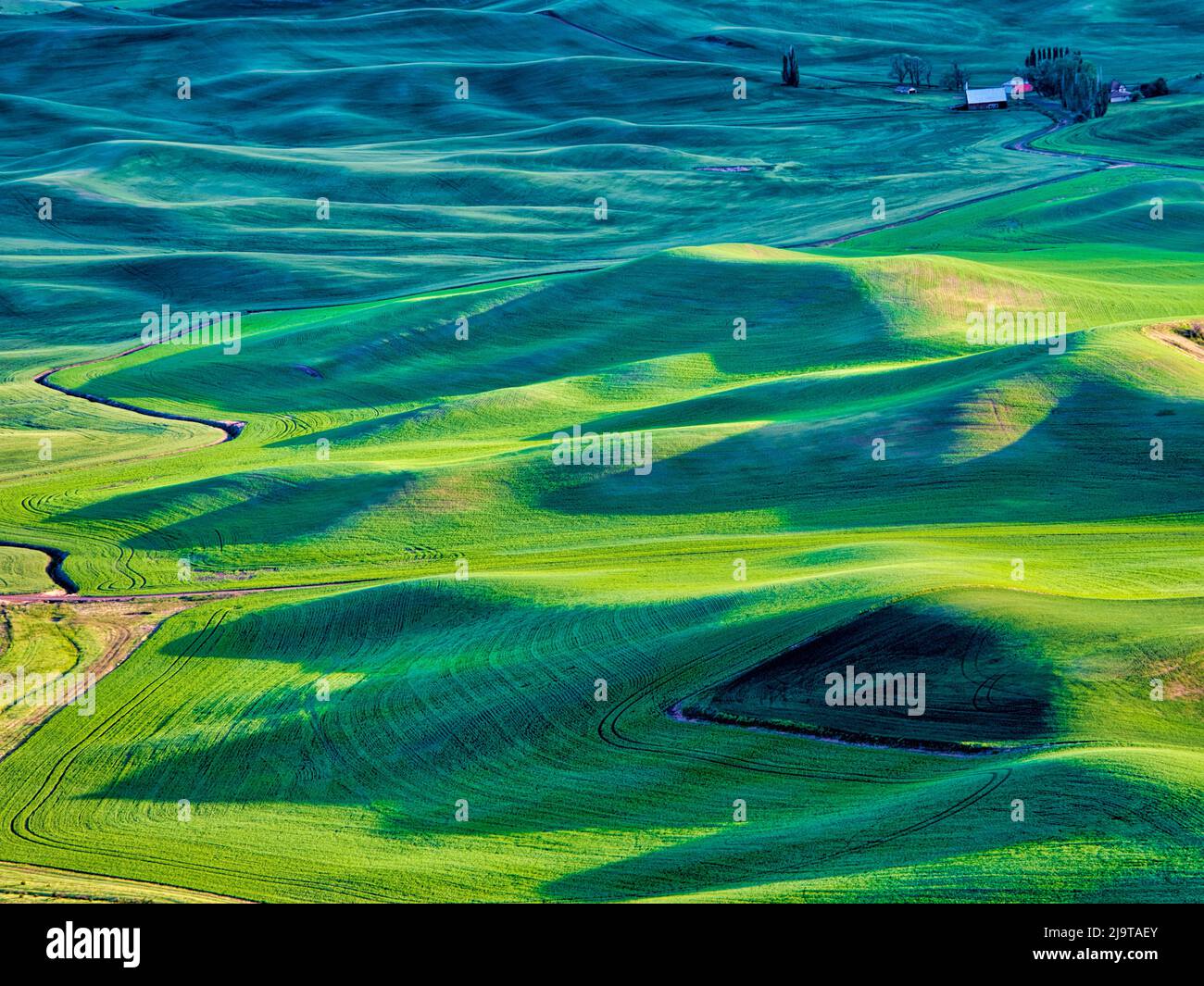 USA, Washington State, Palouse. Evening light on the rolling hills ...