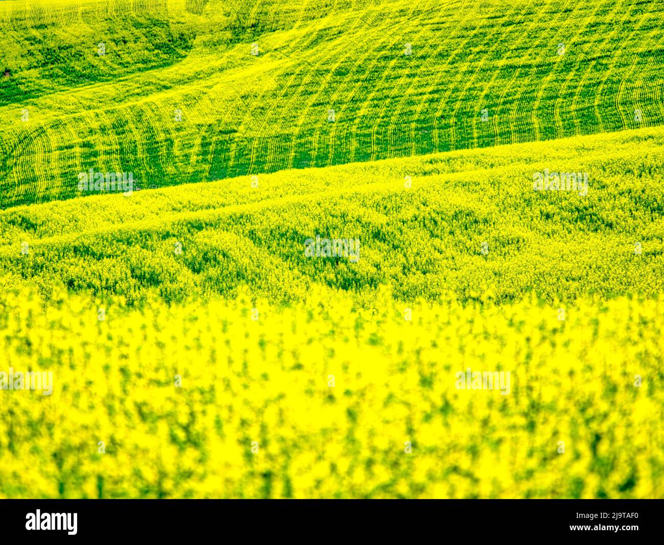USA, Washington State, Palouse. Field of canola in full bloom Stock ...