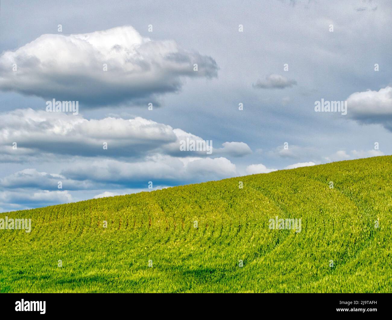 USA, Washington State, Palouse. Field of spring wheat with seed lines ...
