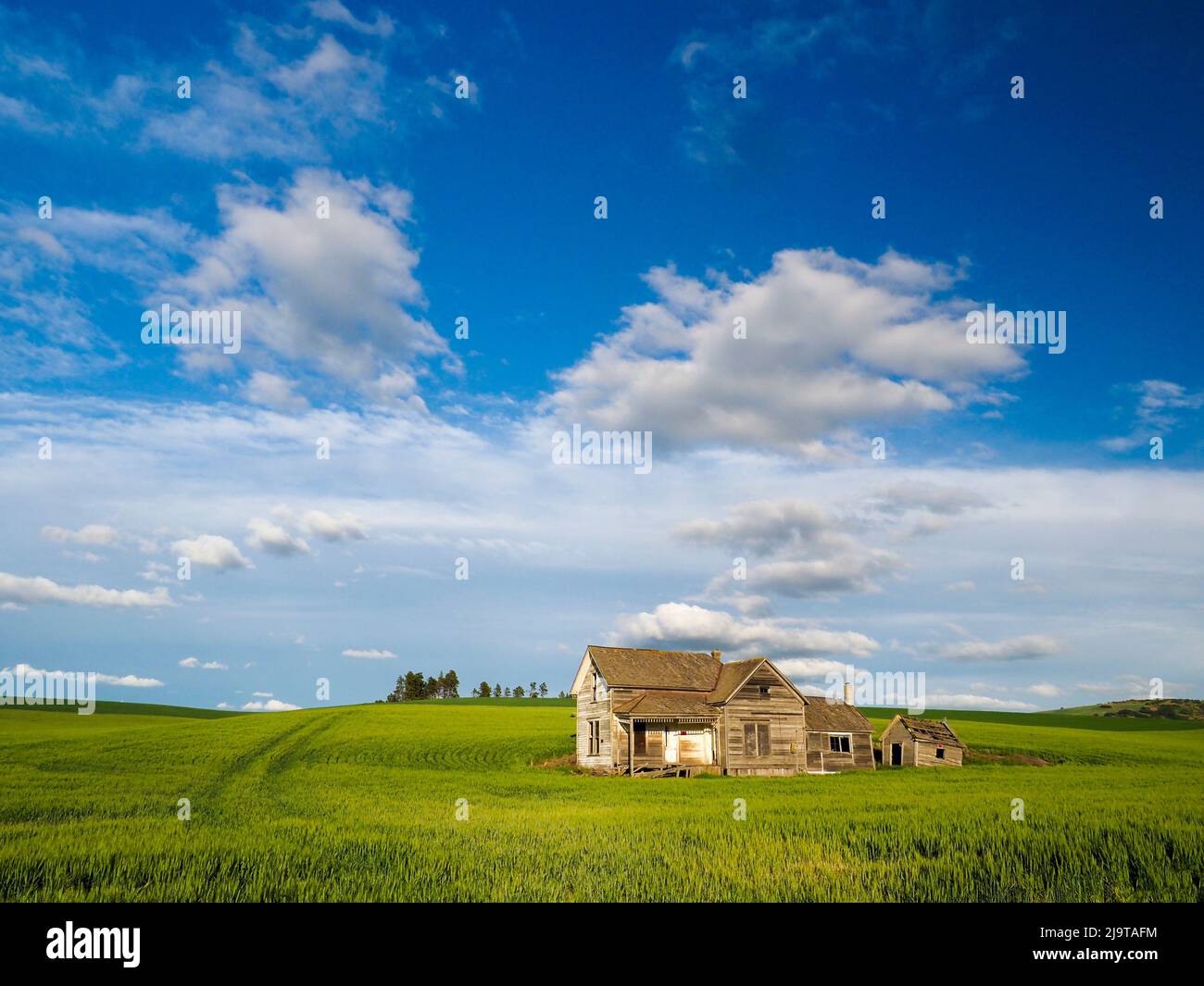 USA, Idaho, Palouse. Old abandoned homestead in winter wheat field ...