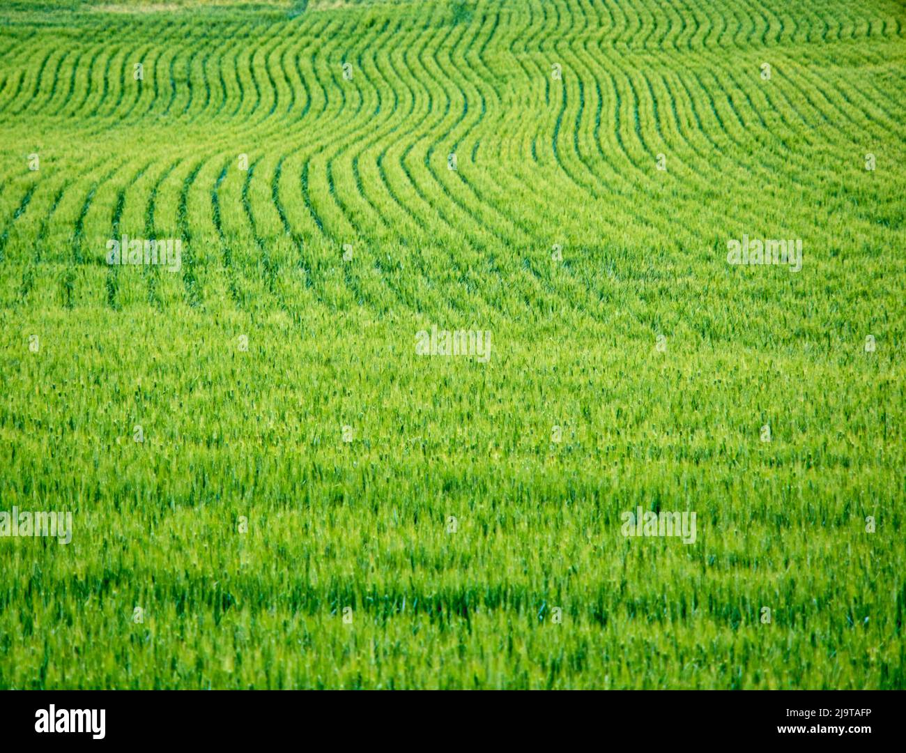 USA, Washington State, Palouse. Field of spring wheat with seed lines ...