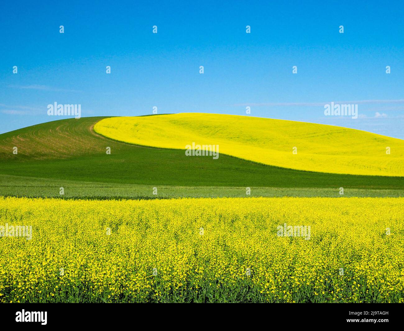 USA, Washington State, Palouse. Field of canola and wheat in full bloom ...