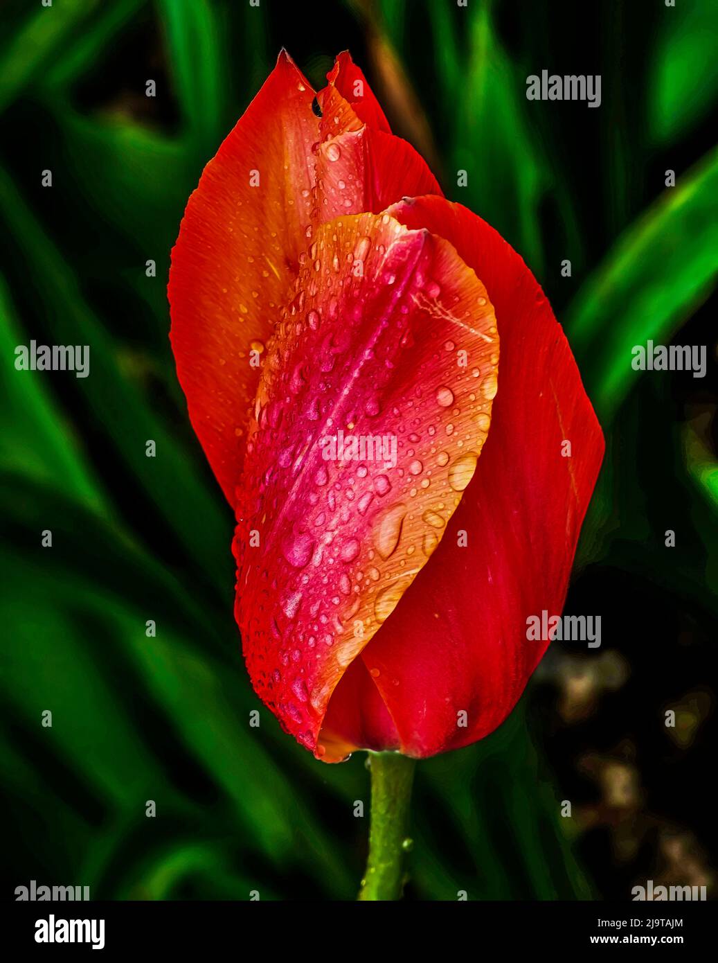 Tulipa washington hi-res stock photography and images - Alamy