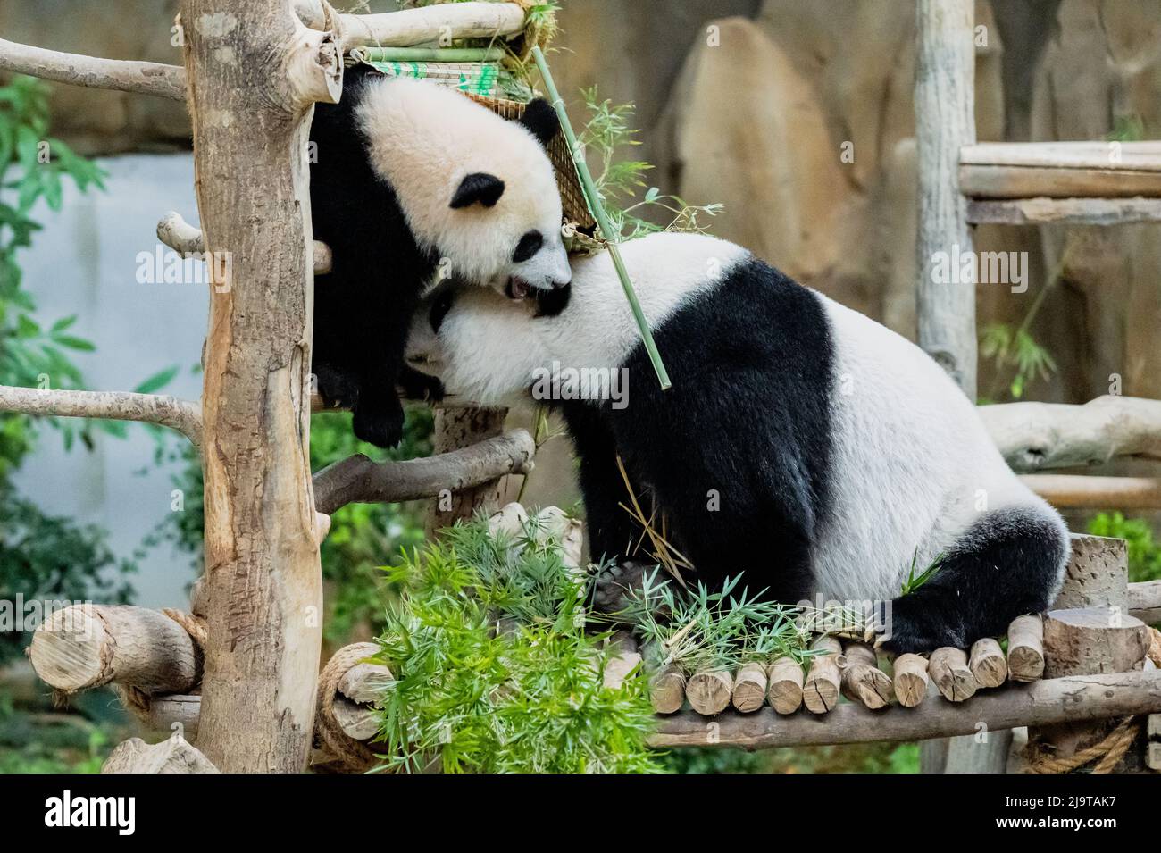 Kuala Lumpur, Malaysia. 25th May, 2022. Giant panda cub Sheng Yi (L ...