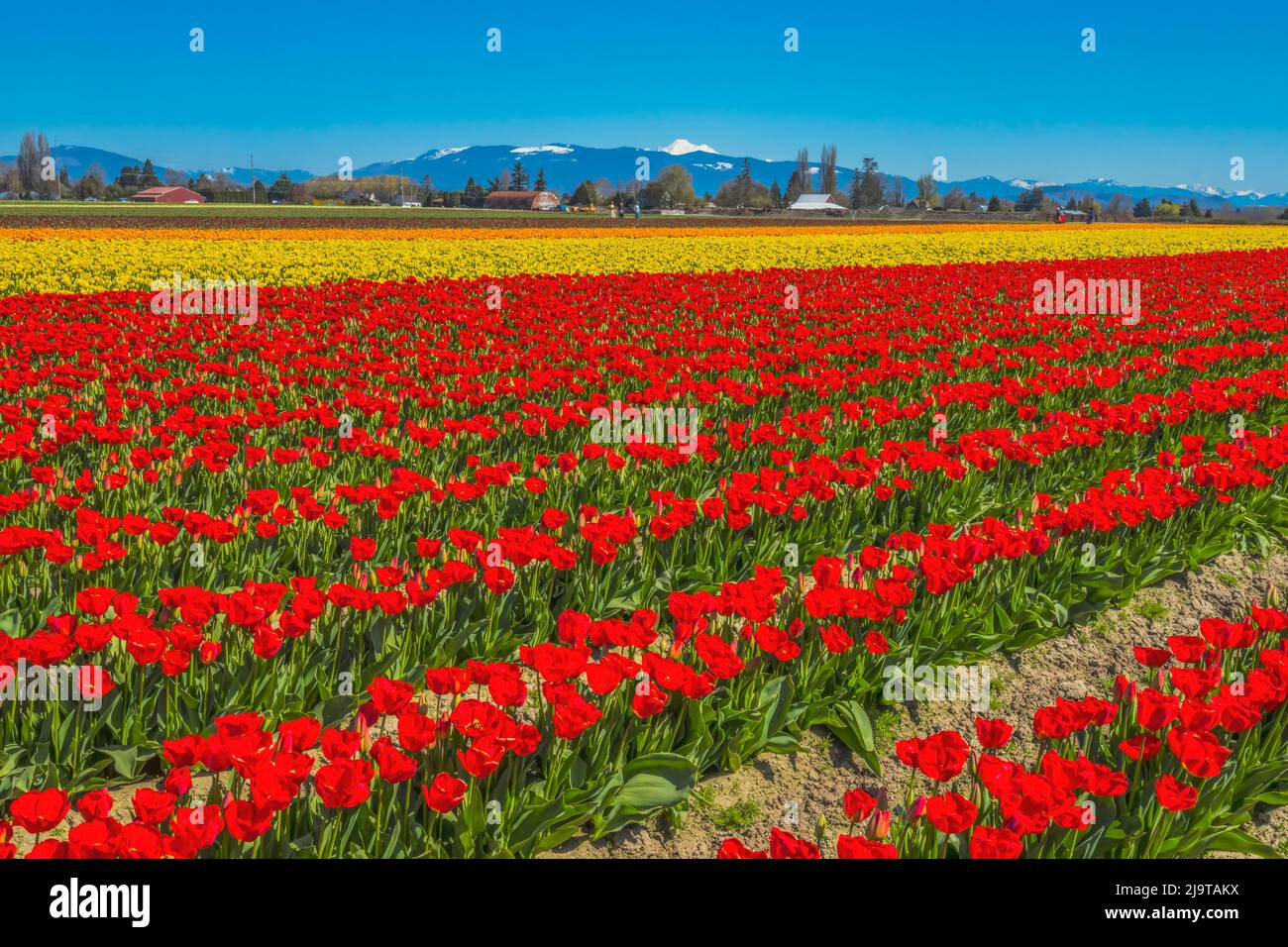 Tulipa washington hi-res stock photography and images - Alamy