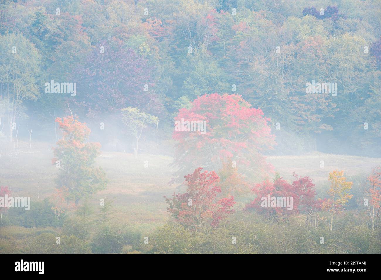USA, West Virginia, Davis. Foggy forest in fall colors Stock Photo - Alamy