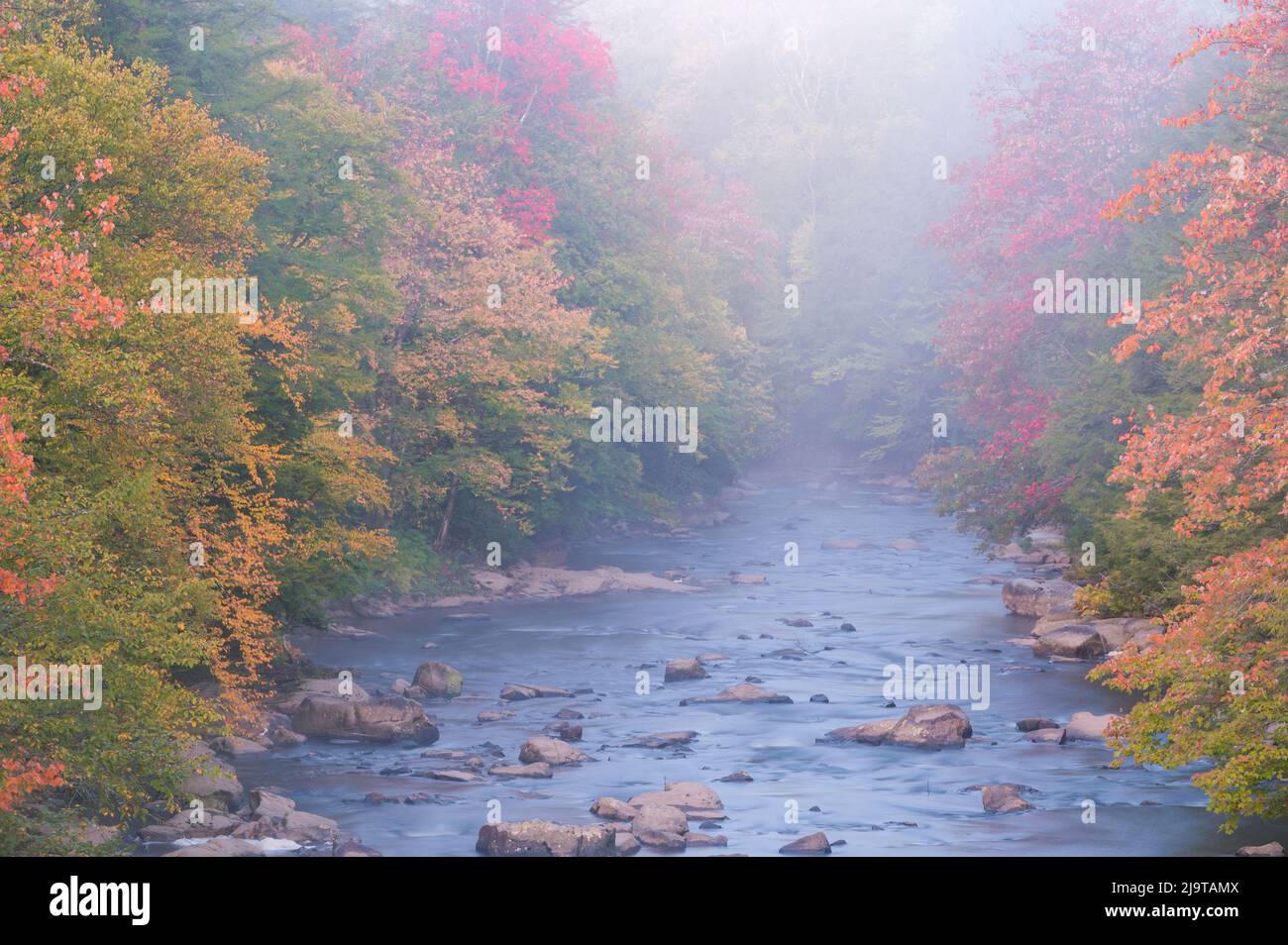 USA, West Virginia, Davis. Foggy stream in Blackwater State Park Stock ...