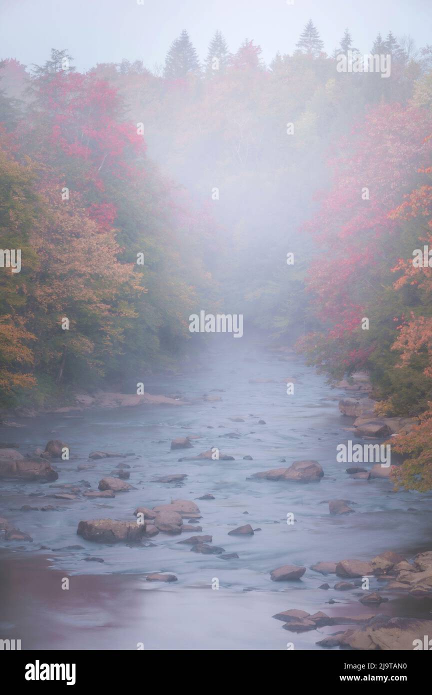 USA, West Virginia, Davis. Foggy stream in Blackwater State Park Stock ...