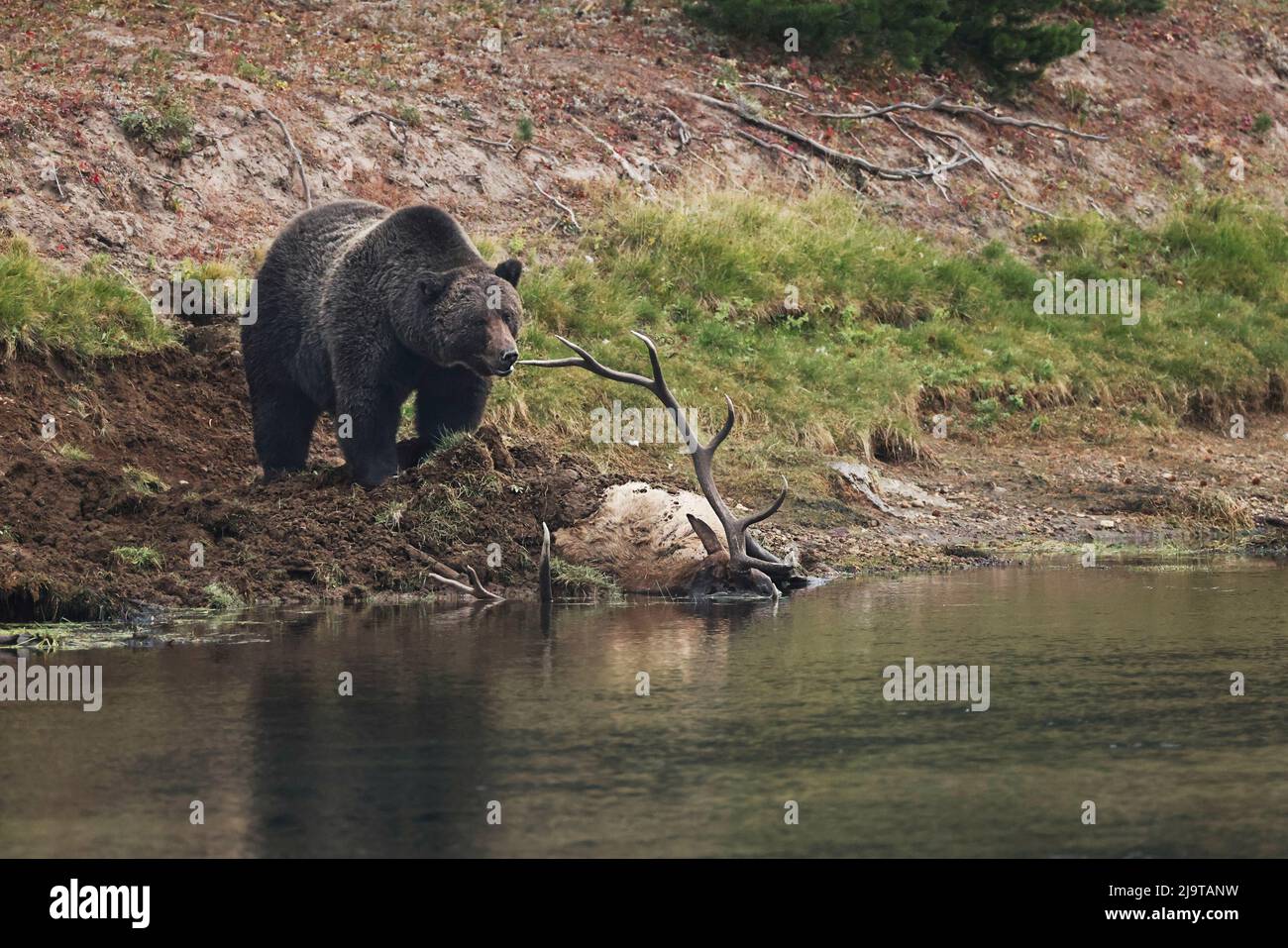 Grizzly bear, on elk kill along the Yellowstone River, Yellowstone ...