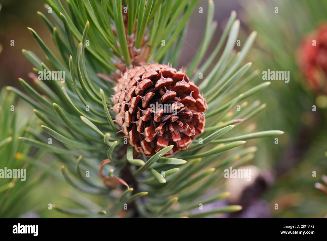 Lodgepole pine cone pinus contorta hi-res stock photography and images ...