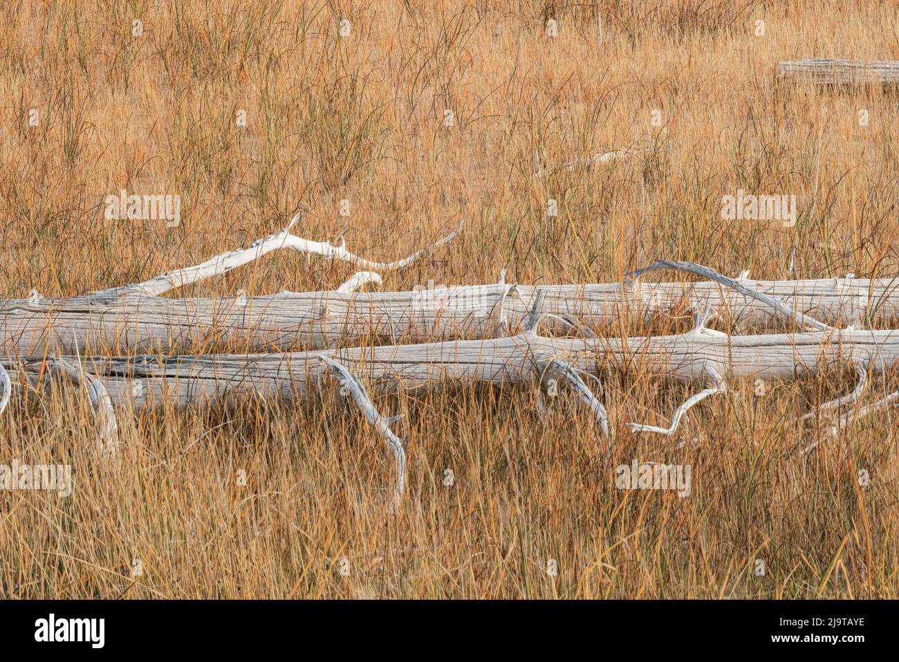 Fallen calcified trees near Grand Prismatic spring, Yellowstone ...