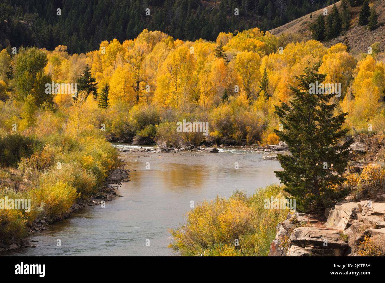 Autumn aspen trees, Grand Teton National Park, Wyoming Stock Photo - Alamy