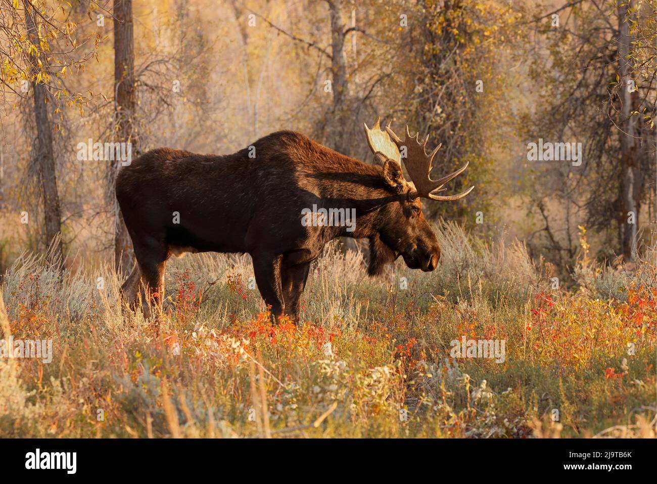 Bull moose in autumn hi-res stock photography and images - Alamy