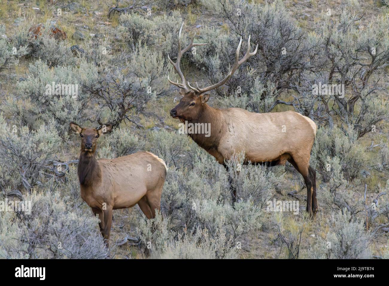 Bull elk with cow elk hi-res stock photography and images - Alamy