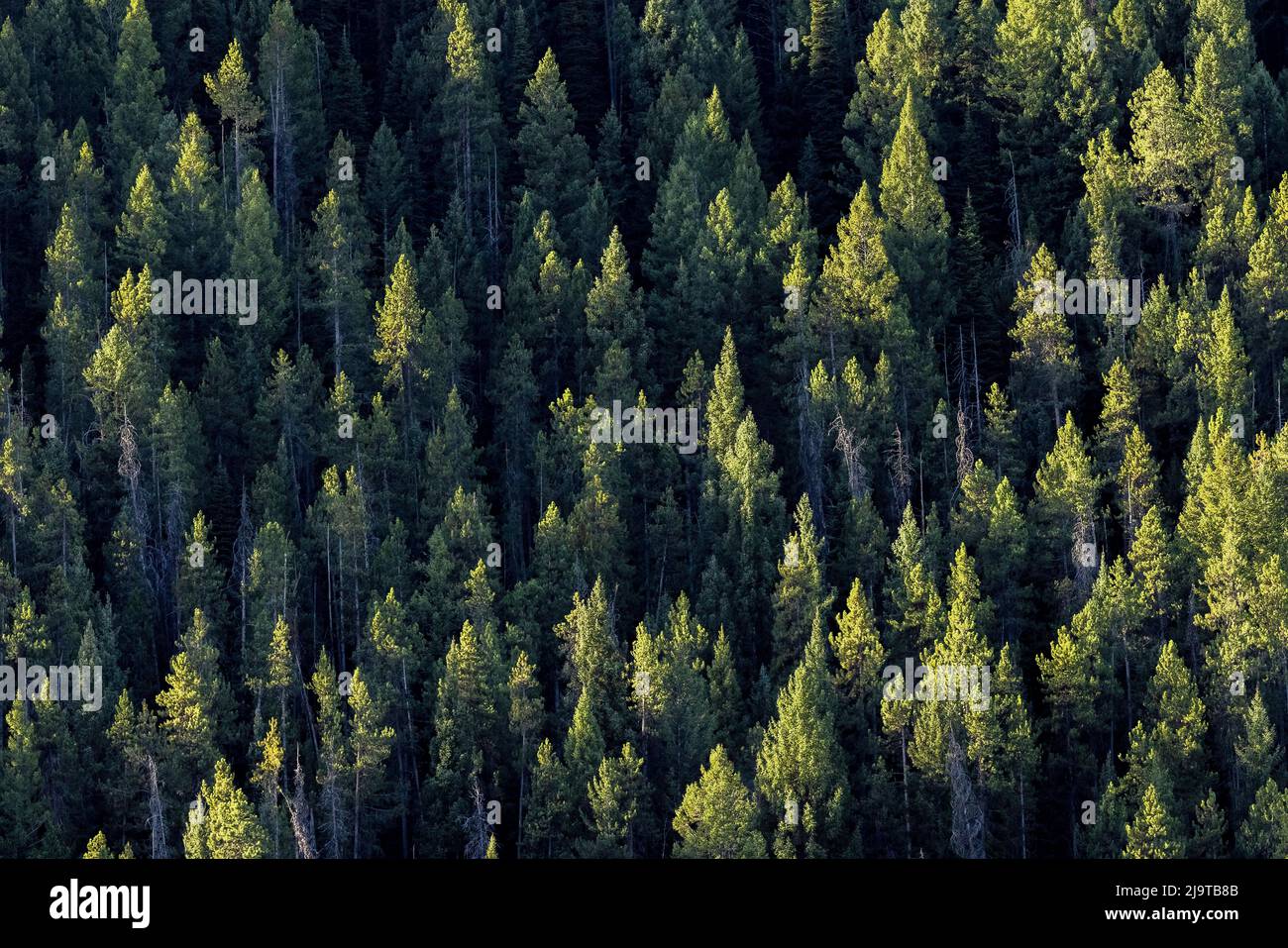 Morning light on forest of Lodgepole pine trees, Grand Teton National ...