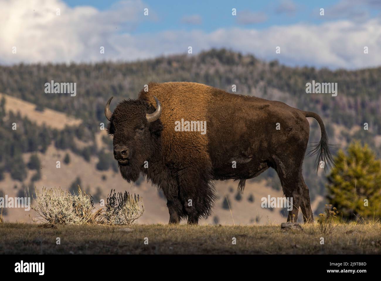 American Bison. Yellowstone National Park, Wyoming Stock Photo - Alamy