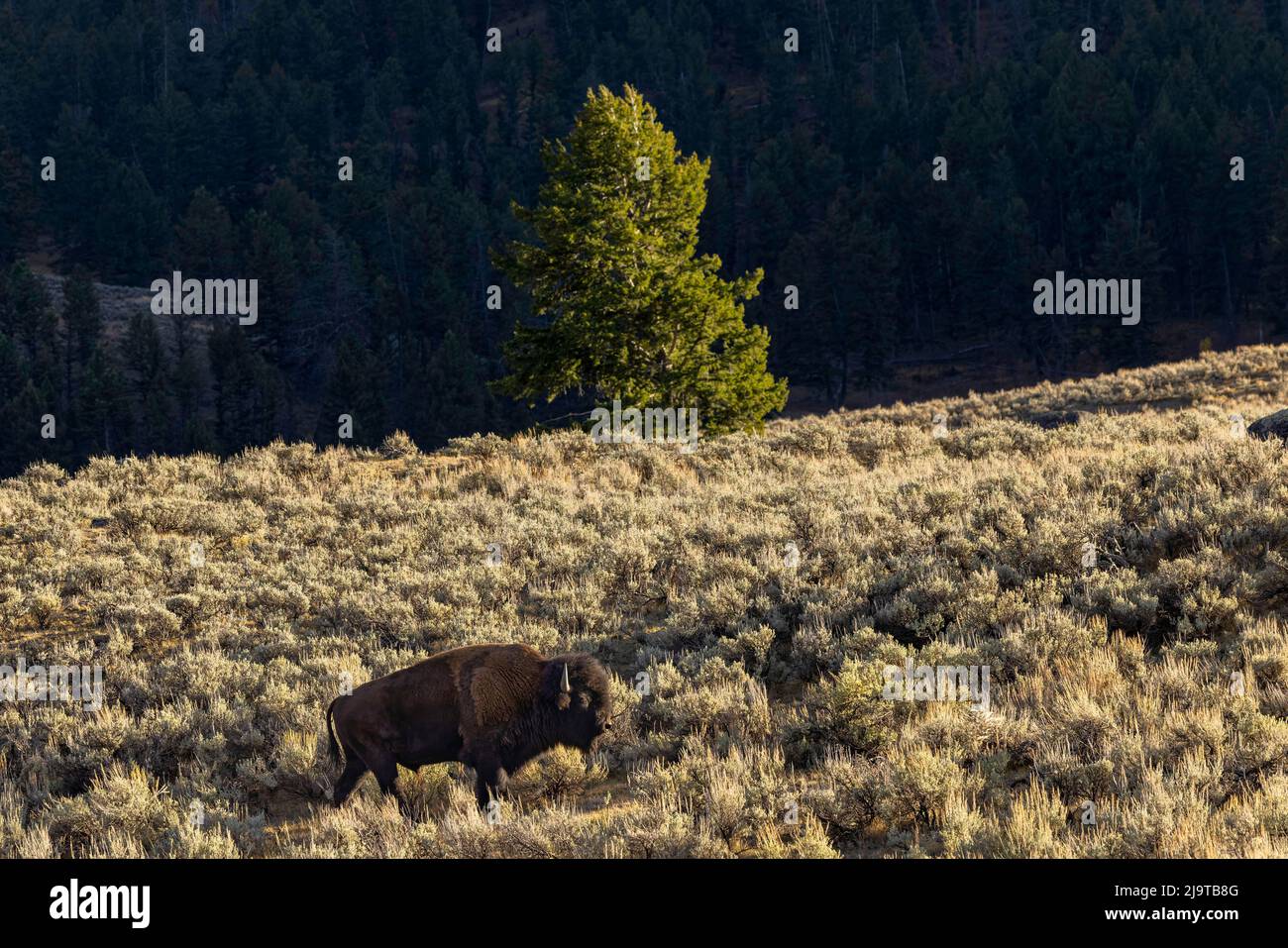 American Bison. Yellowstone National Park, Wyoming Stock Photo - Alamy